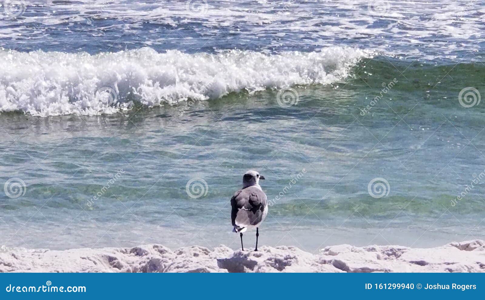 Seagull Watches Ocean in Deep Thought Stock Photo - Image of deep ...