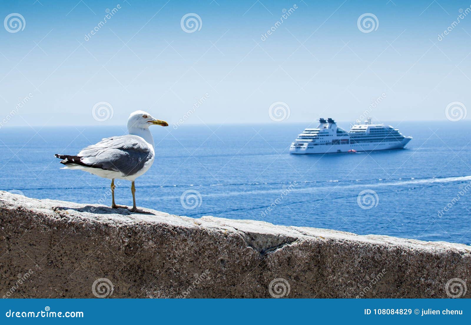 Seagull watching a boat stock image. Image of cruise - 108084829