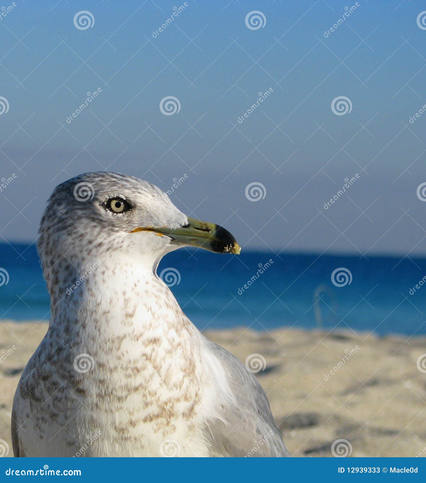 Seagull Watching Carefully stock image. Image of feathers - 12939333