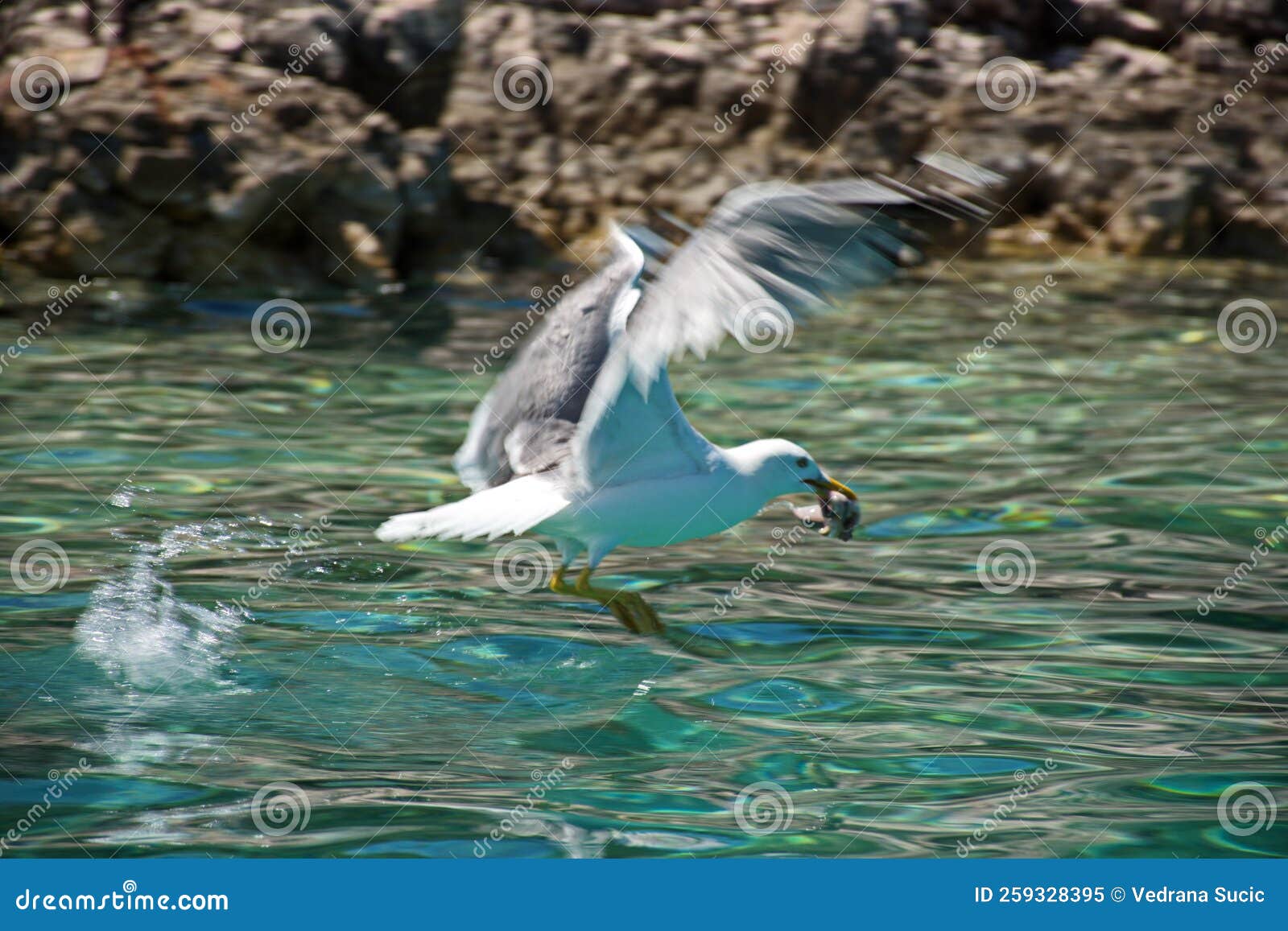 Seagull on wate stock image. Image of rock, green, stone - 259328395