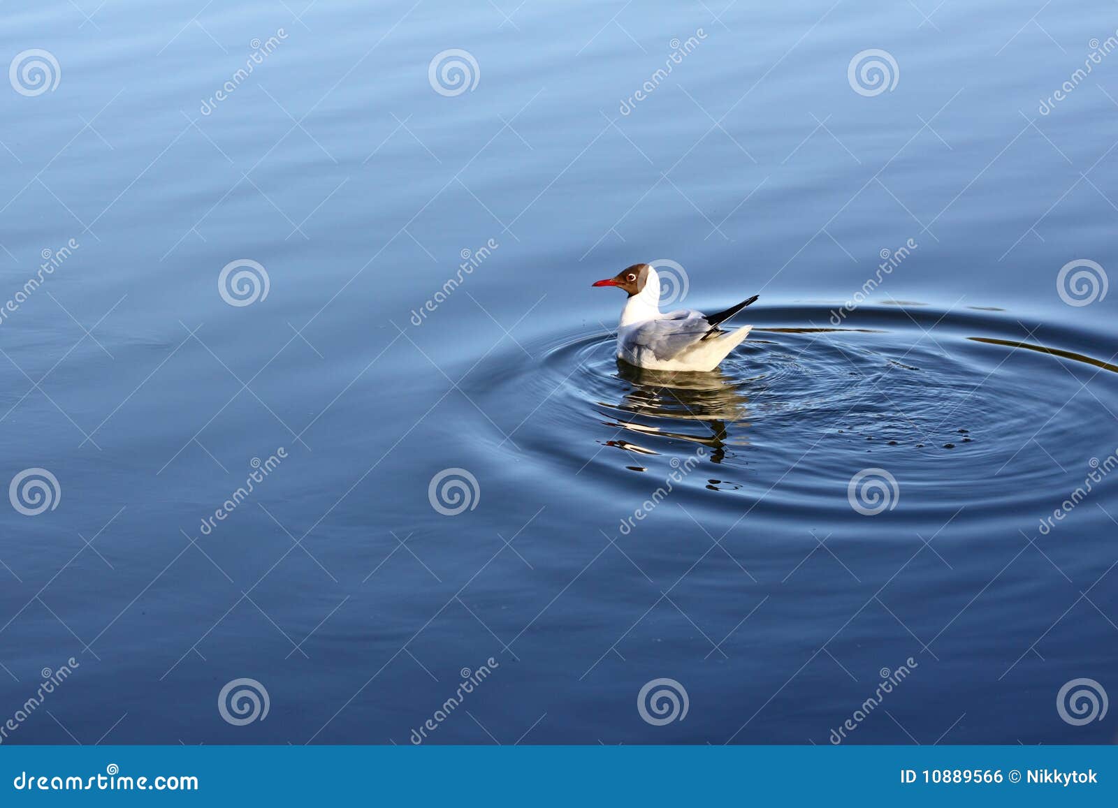 Seagull in the water stock photo. Image of clean, seagul - 10889566