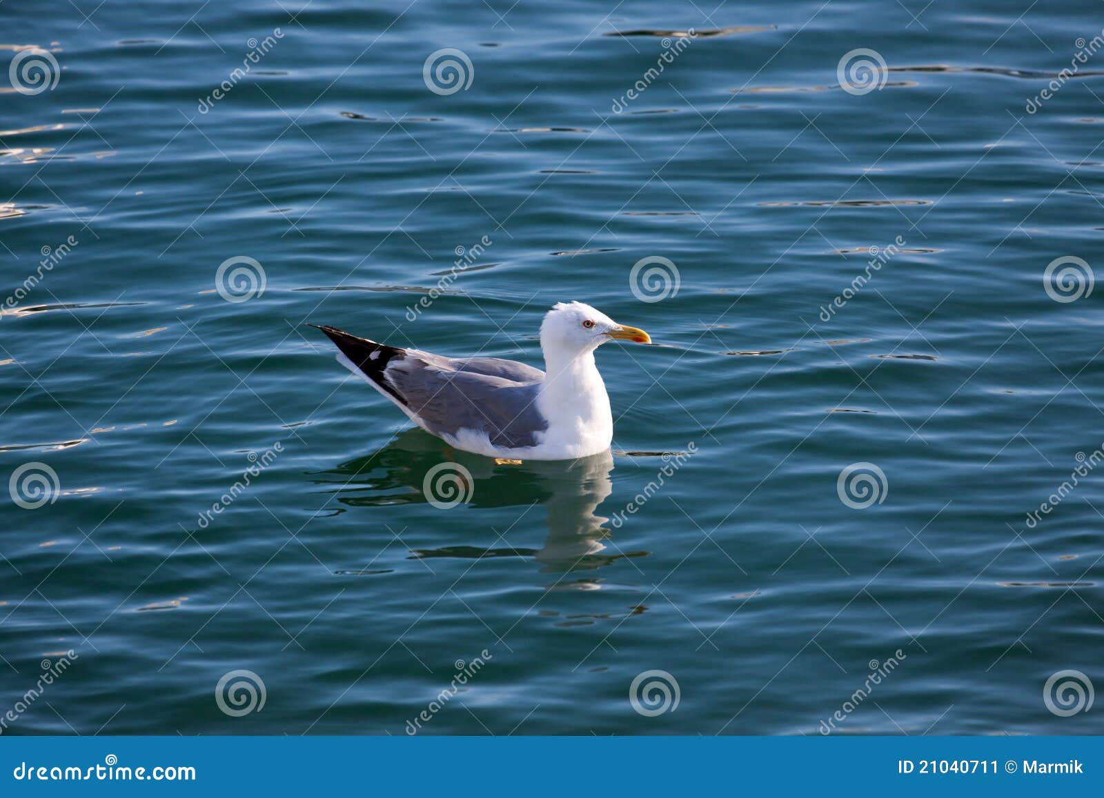 Seagull in the water stock image. Image of ocean, summer - 21040711