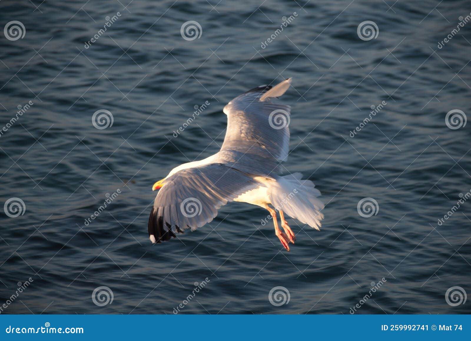 Seagull on the water stock image. Image of wing, seagull - 259992741