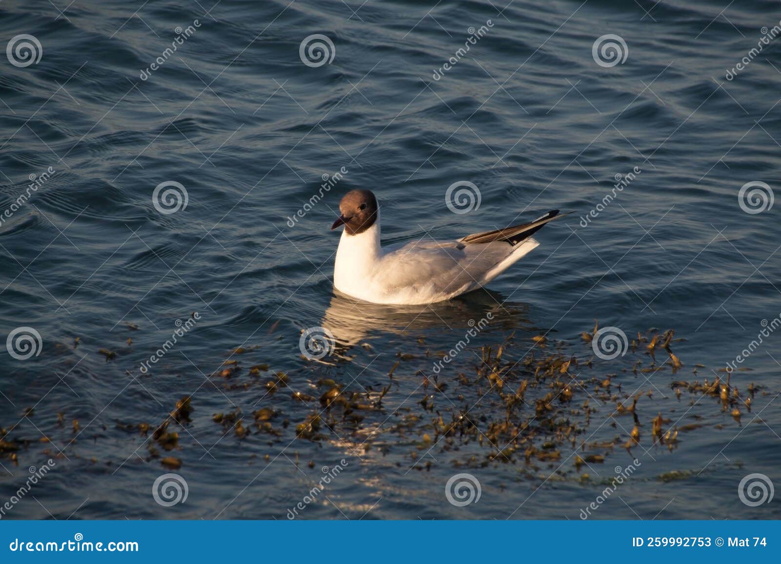 Seagull on the water stock image. Image of lake, swim - 259992753