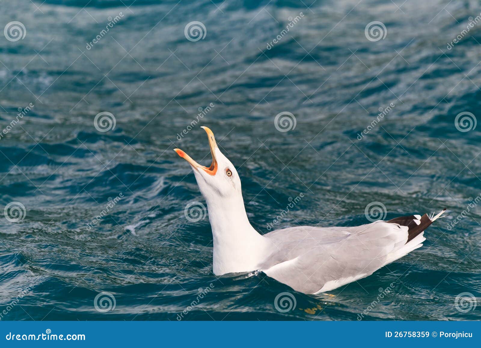 Seagull on water stock image. Image of animal, bird, water - 26758359