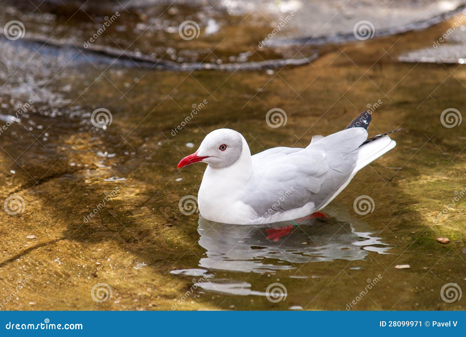 Seagull in the water stock image. Image of grey, feather - 28099971