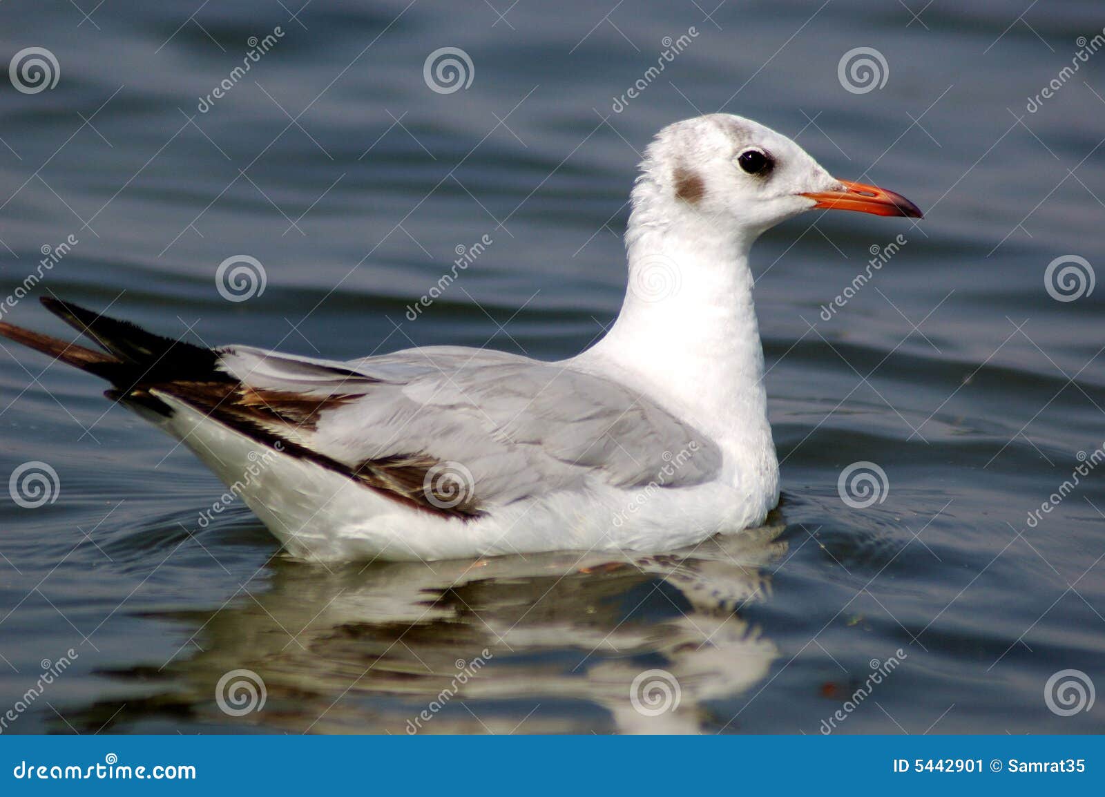 Seagull on water. stock image. Image of bird, birds, seagull - 5442901