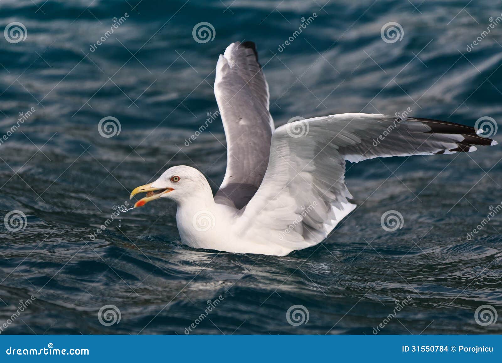 Seagull on water stock photo. Image of beautiful, summer - 31550784