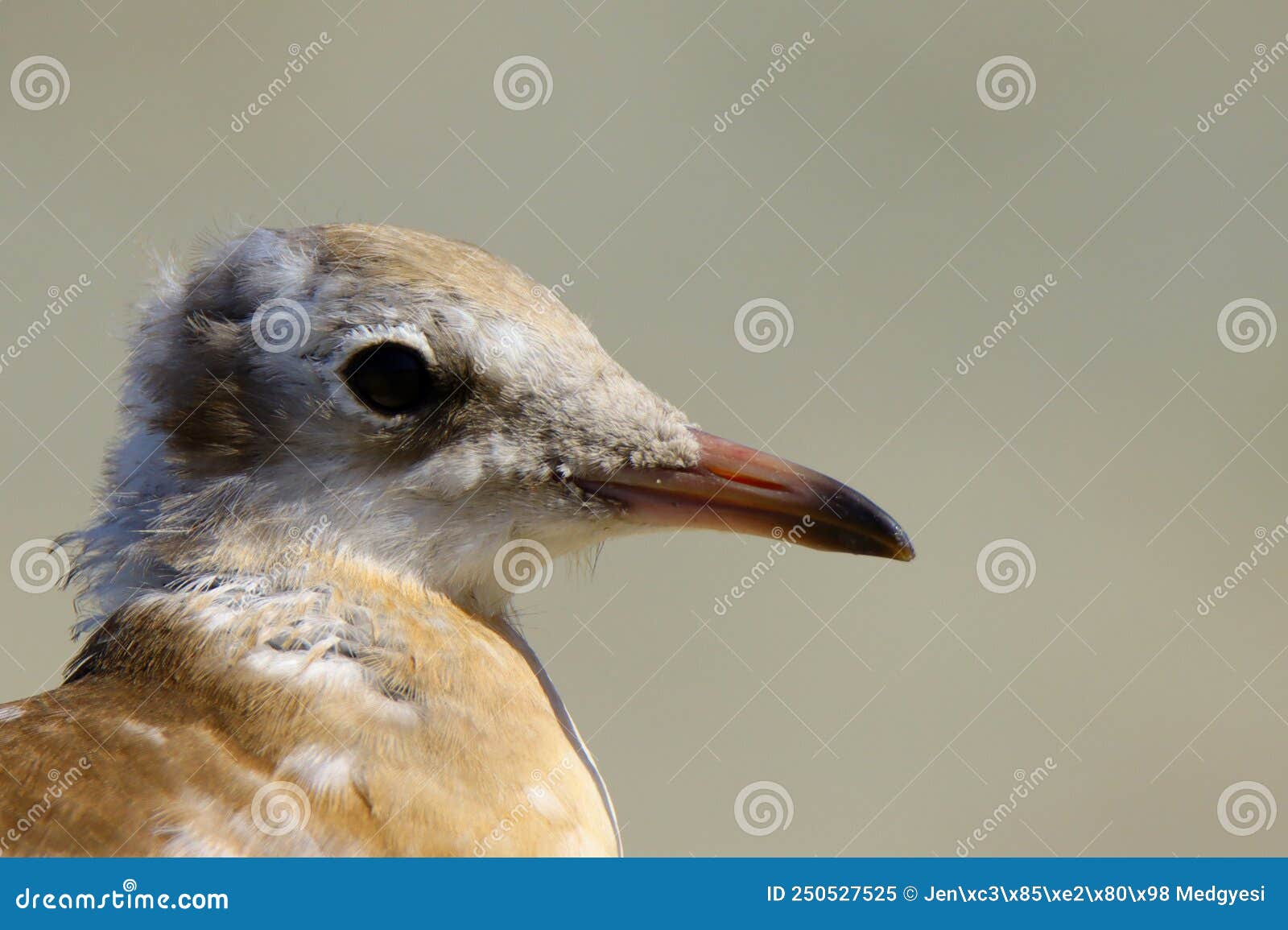 Seagull Water Bird Portrait Head and Eyes Stock Image - Image of bird ...