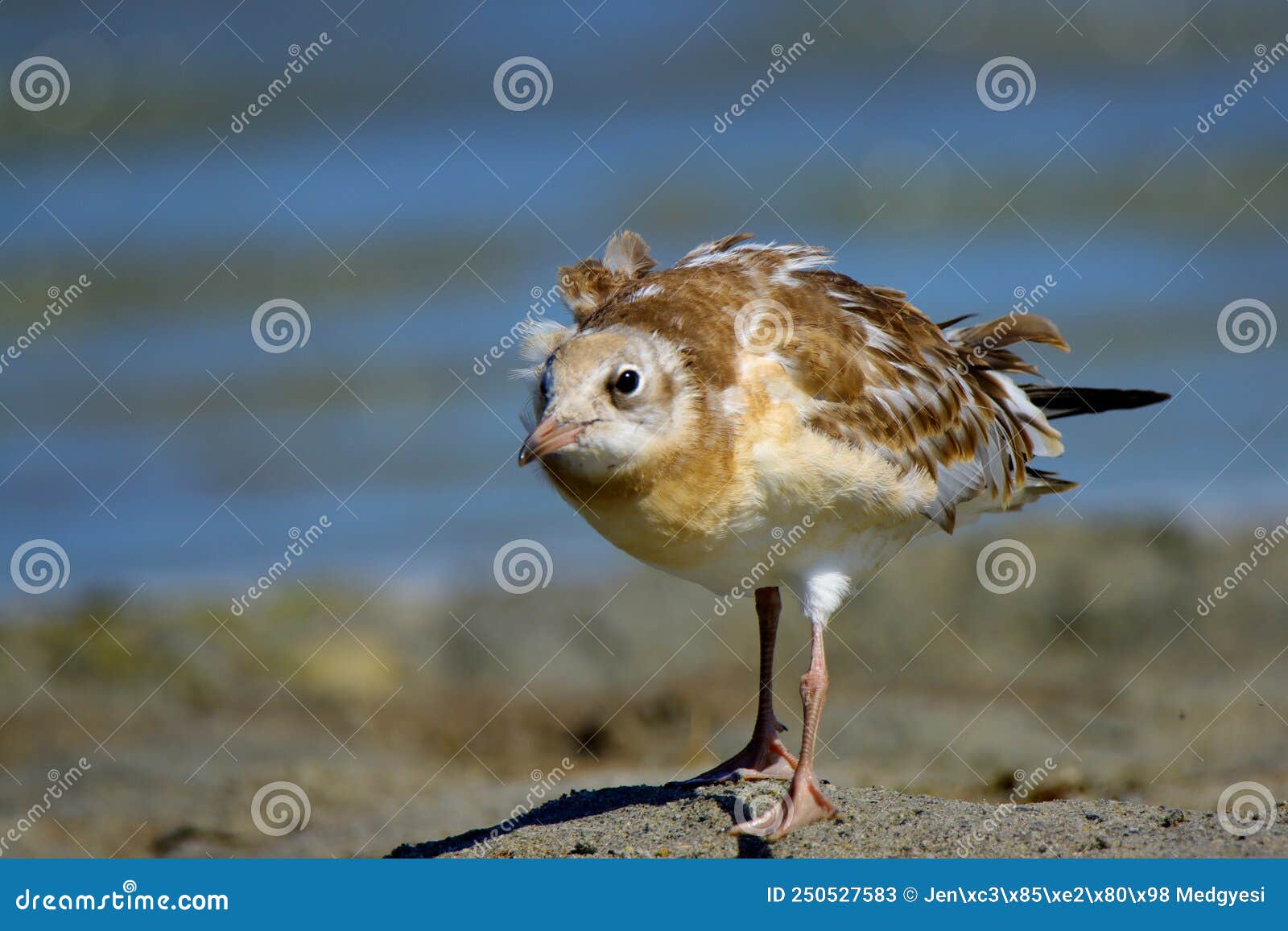 Seagull Water Bird Walk on the Lake Side Stock Image - Image of seagull ...