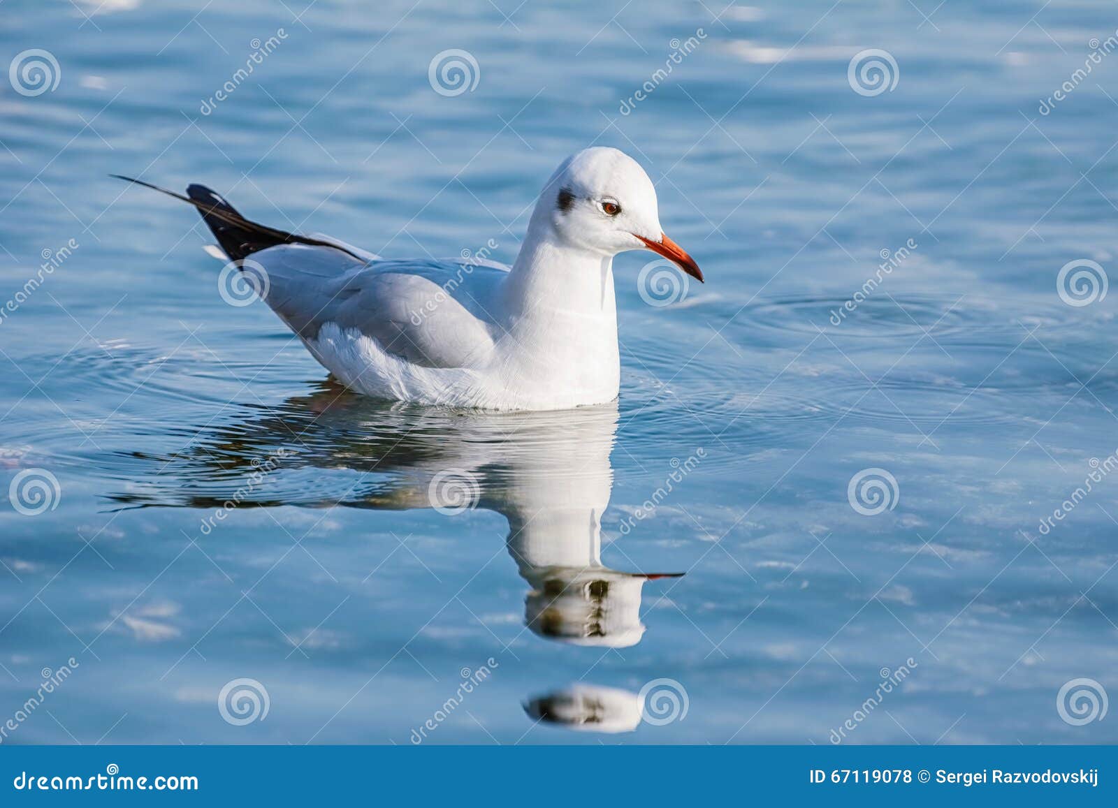 Seagull on Water stock photo. Image of area, pond, bird - 67119078