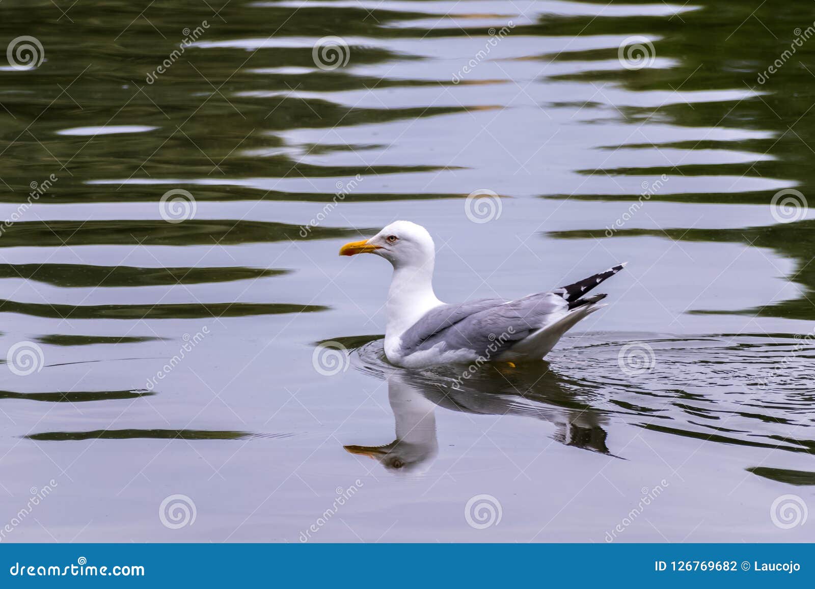 Seagull on the water stock photo. Image of nature, white - 126769682