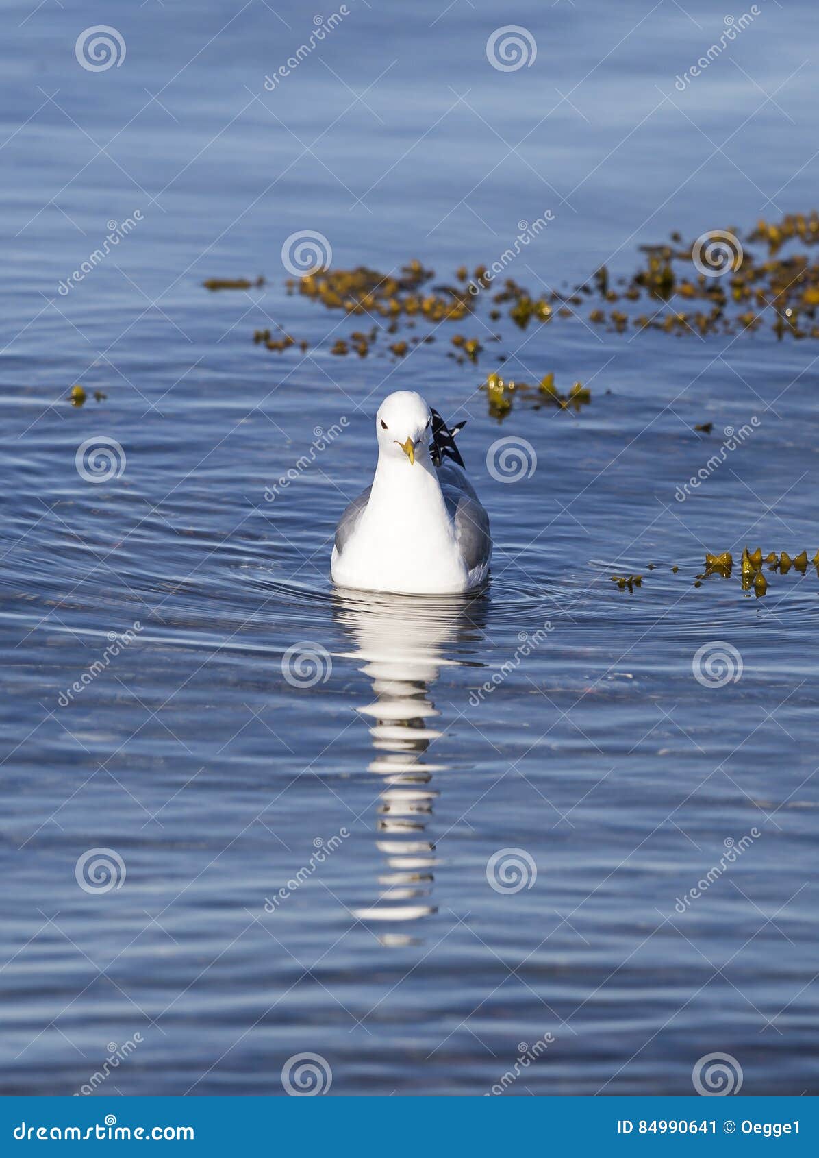 A Seagull In Water Royalty-Free Stock Photography | CartoonDealer.com ...