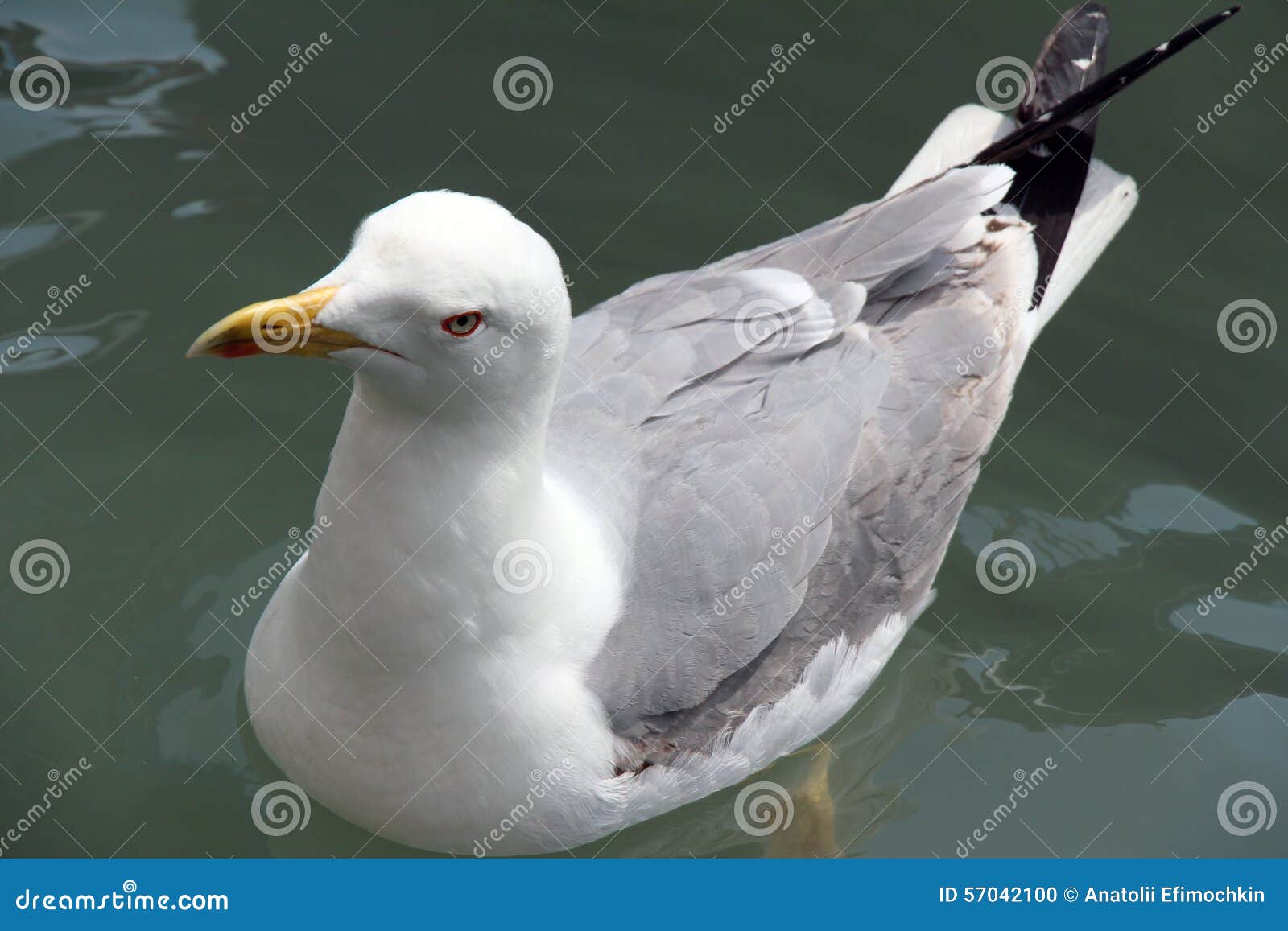 Seagull on water stock photo. Image of bird, canal, vacation - 57042100