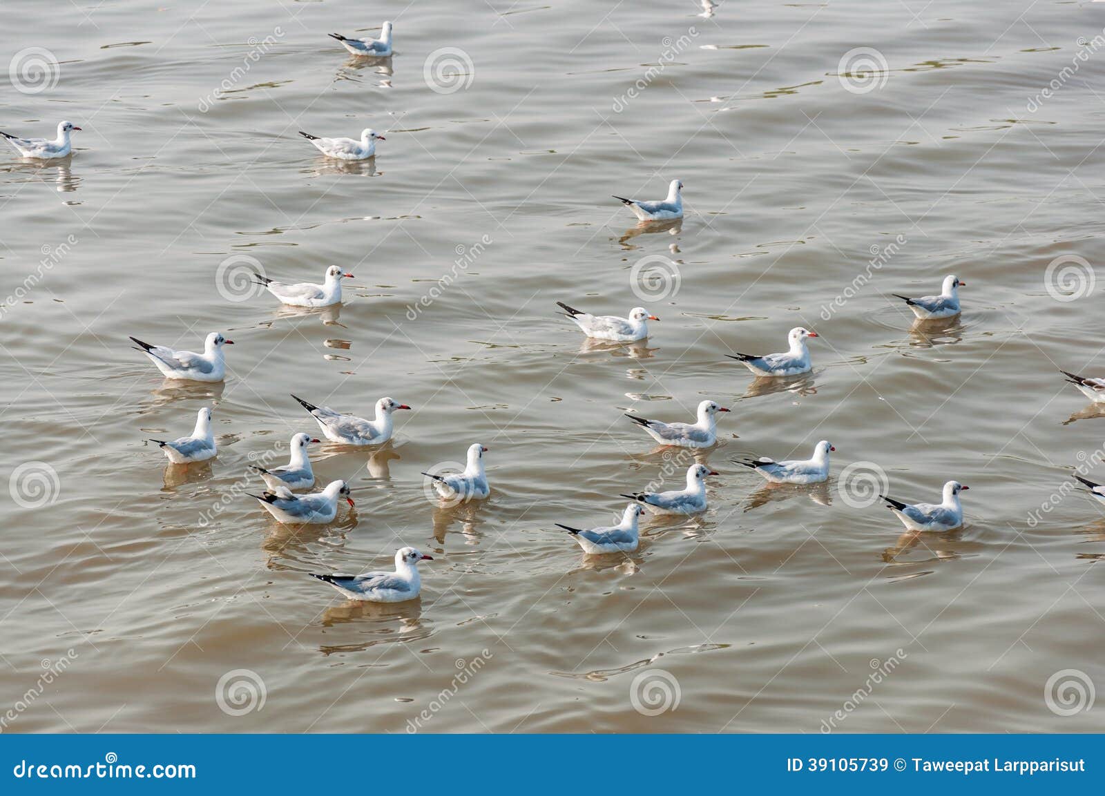 Seagull on water stock image. Image of gull, freedom - 39105739