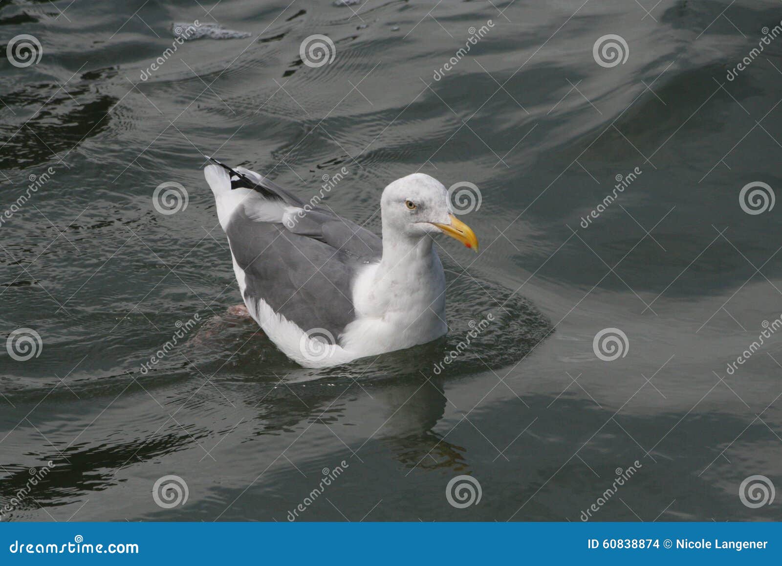 Seagull in the water stock photo. Image of animal, floats - 60838874