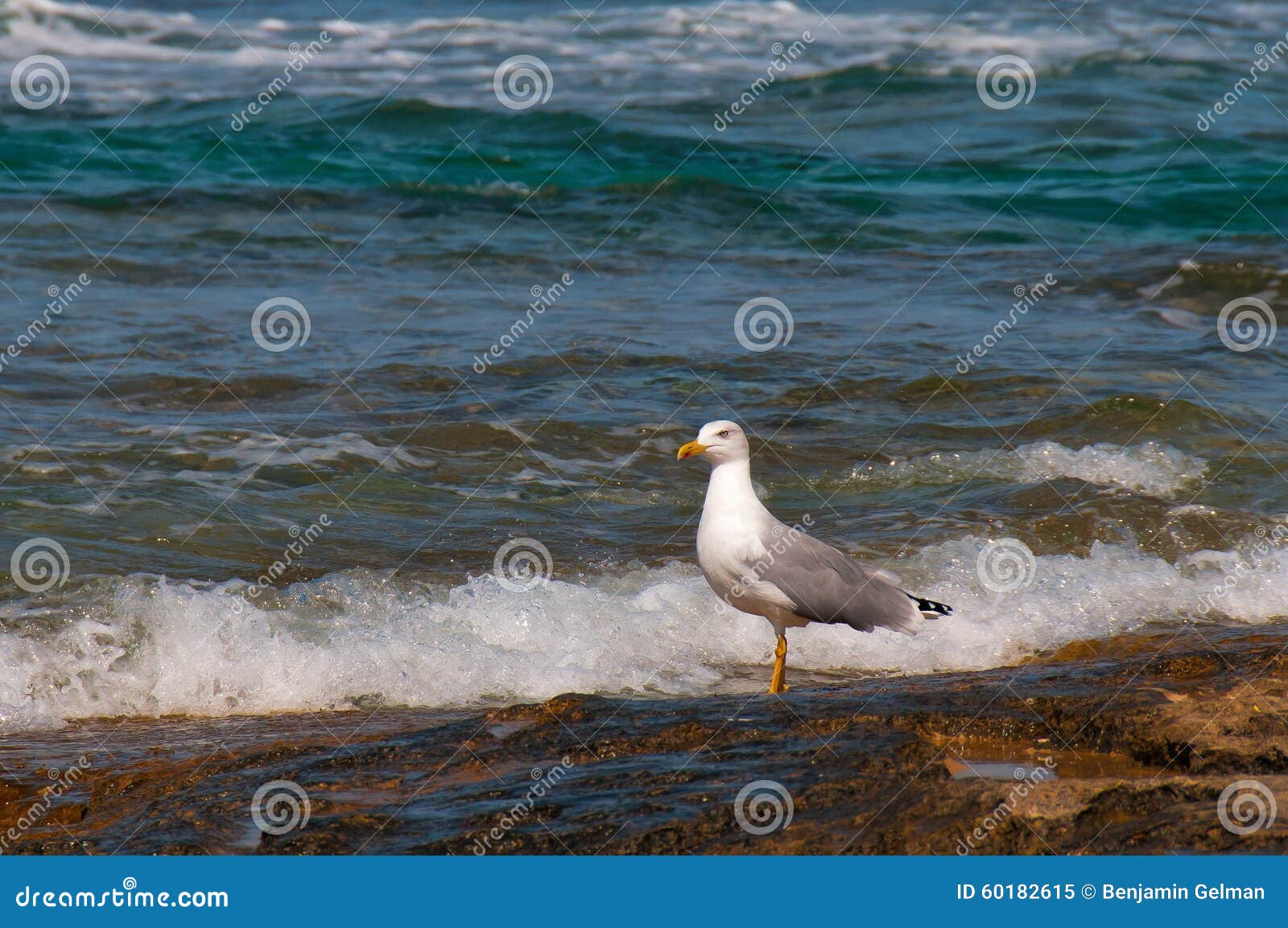 Seagull and wave stock image. Image of beak, wide, summer - 60182615