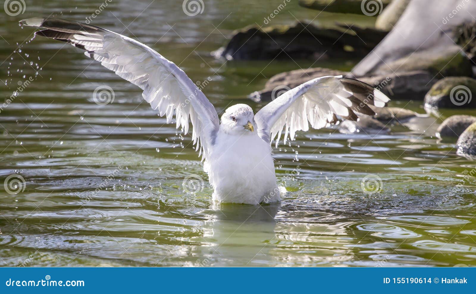 Seagull is Waving Its Wings Stock Photo - Image of gull, waving: 155190614