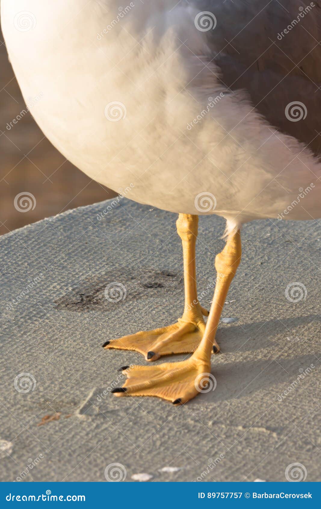 Webbed Seagull Feet Royalty-Free Stock Photography | CartoonDealer.com ...