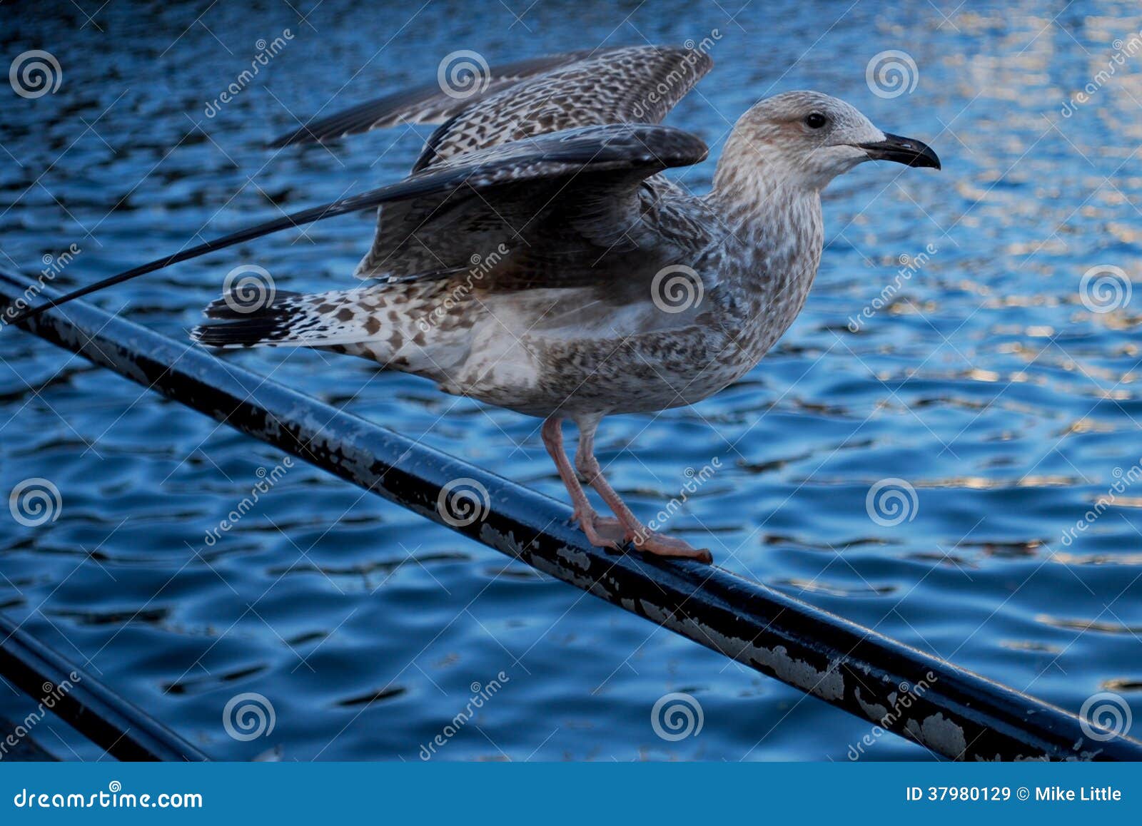 Seagull in Whitby, England stock image. Image of featehrs - 37980129