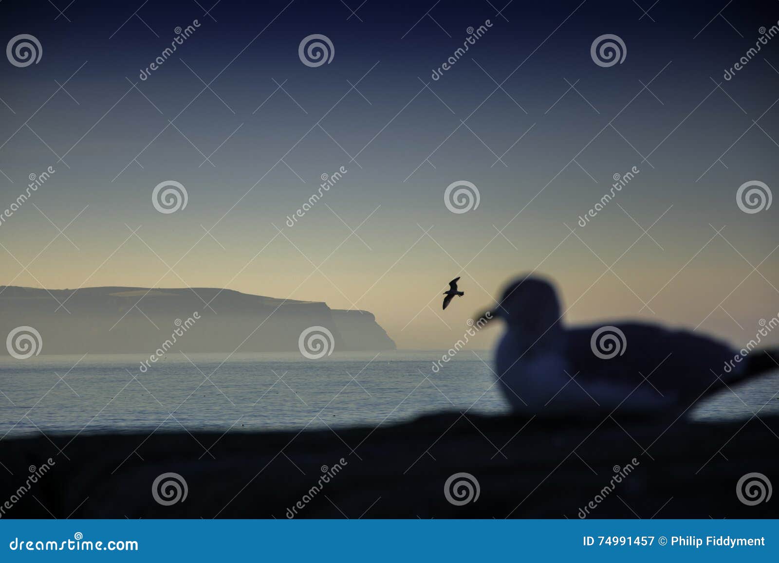 Seagull in Whitby Yorkshire England UK Stock Image - Image of flowers ...