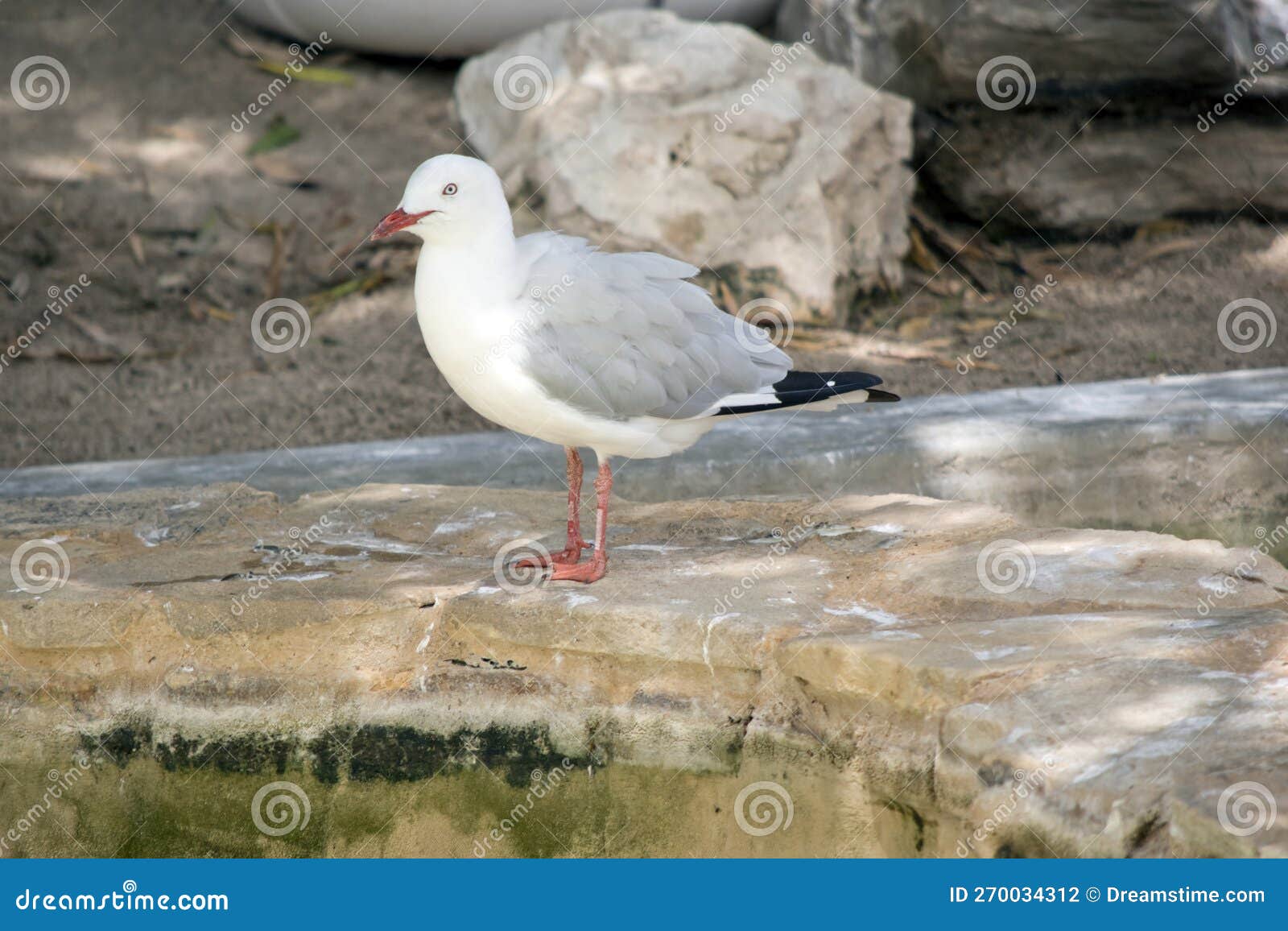 This is a Side View of a Seagull Stock Photo - Image of bird, feed ...