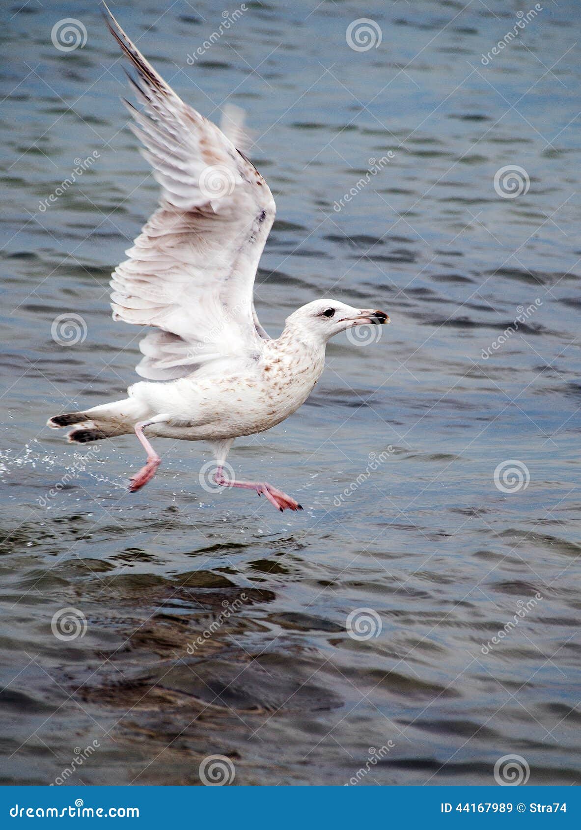 Seagull stock image. Image of weia, landing, prey, splash - 44167989