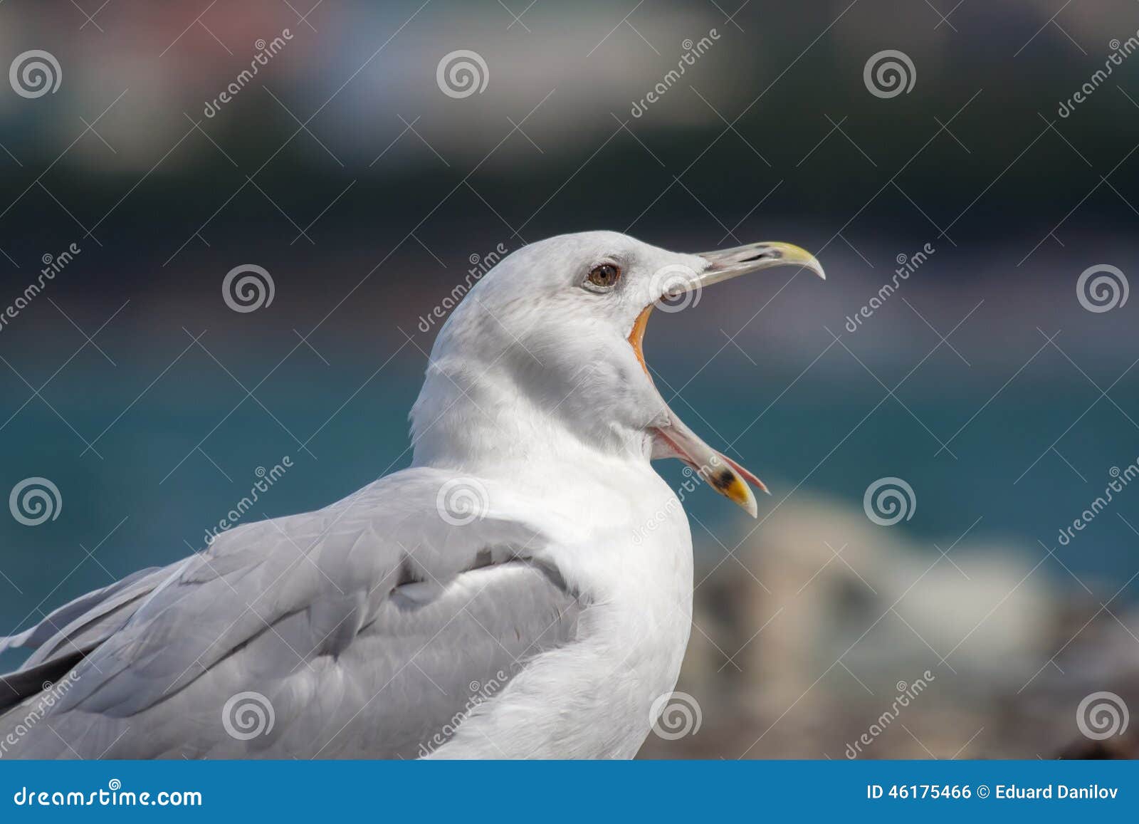 Seagull with a Wide Opened Beak Stock Photo - Image of commentator ...
