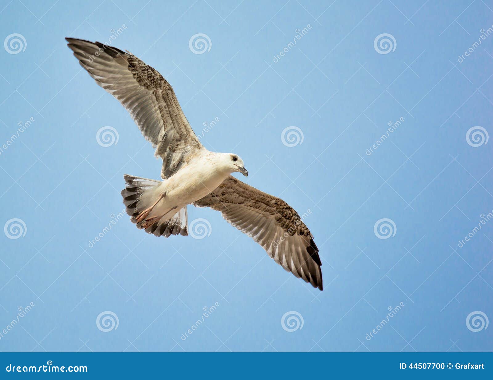 Seagull with Widespread Wings Stock Photo - Image of animal, gull: 44507700