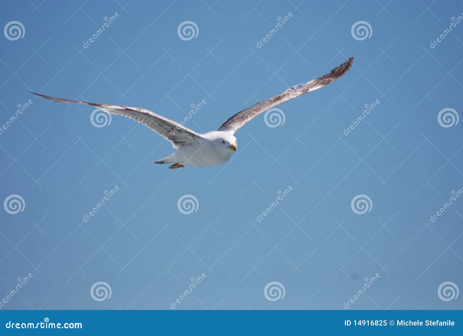 Seagull in the wind stock image. Image of freedom, peace - 14916825