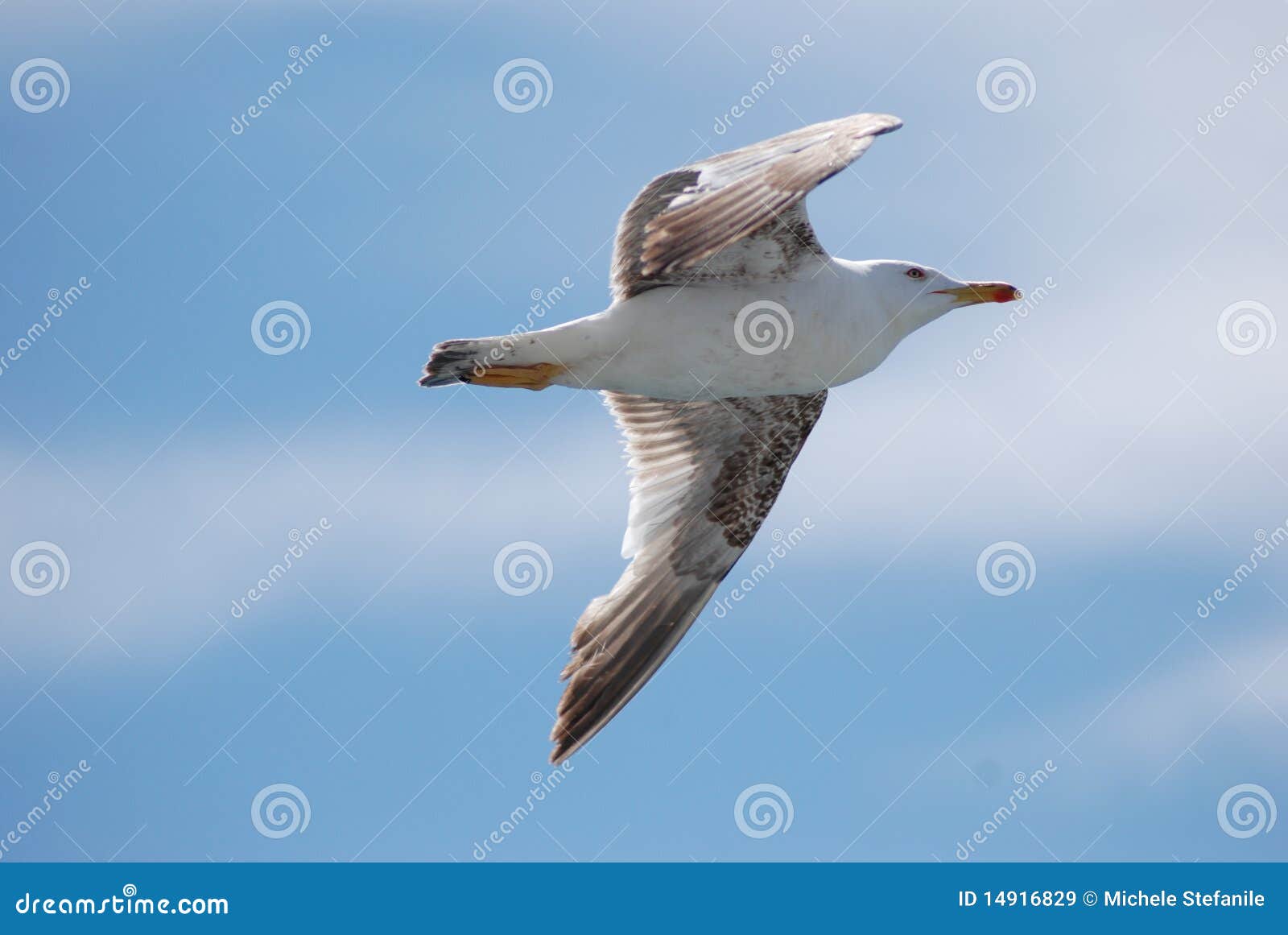 Seagull in the wind stock image. Image of liberty, bird - 14916829