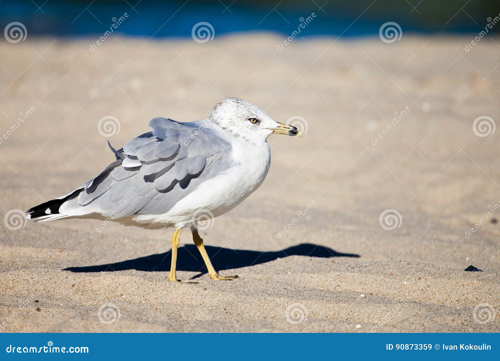 Seagull on the wind stock image. Image of sand, freedom - 90873359