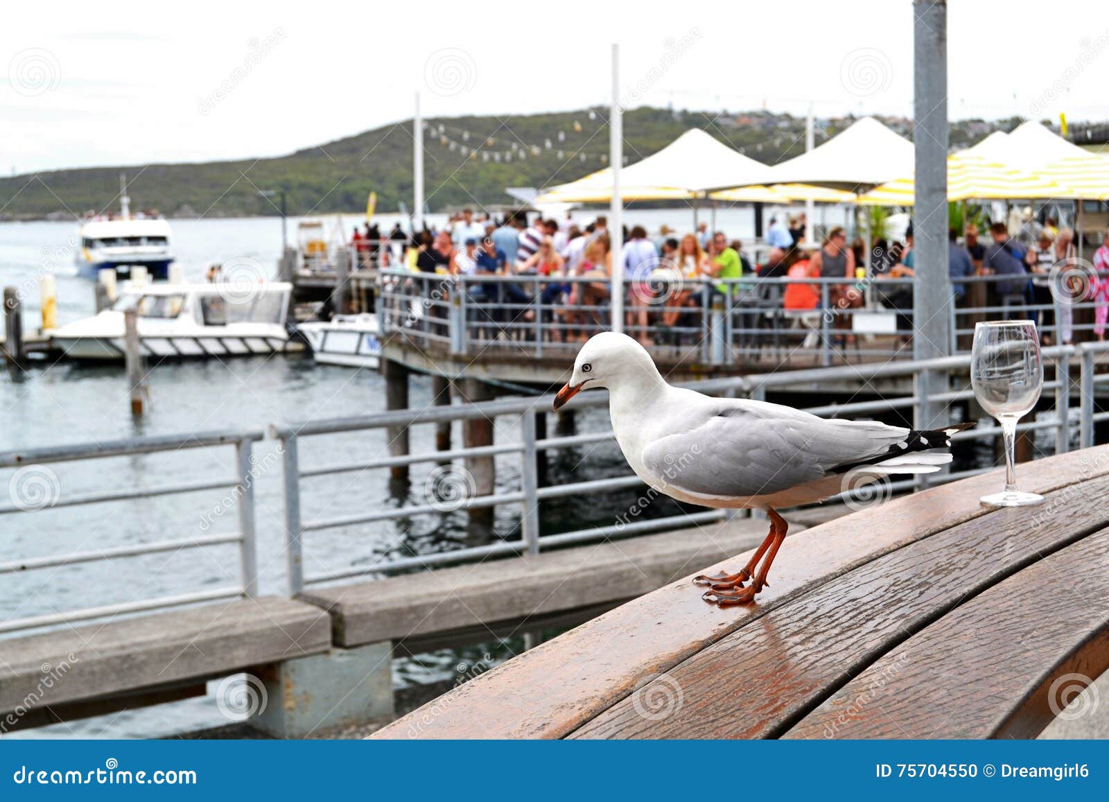 Seagull and a wine glass stock photo. Image of seagull - 75704550