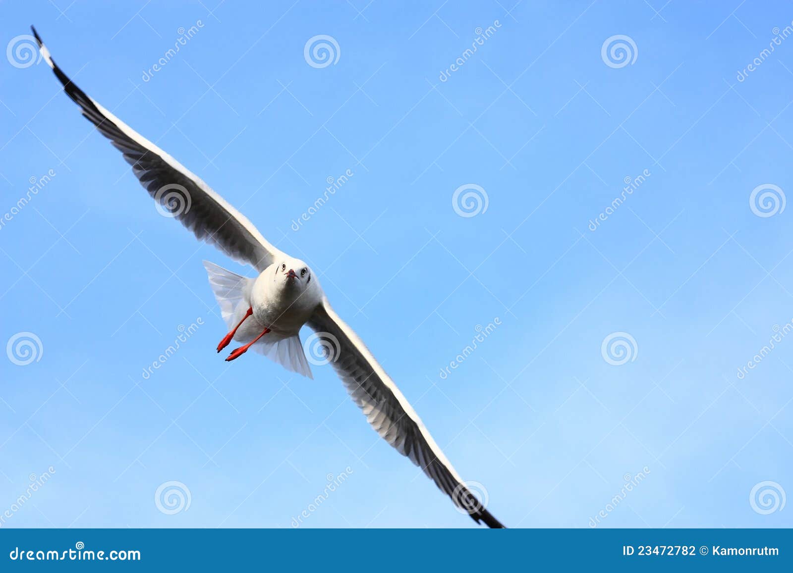 Seagull wing stock photo. Image of gray, wildlife, action - 23472782