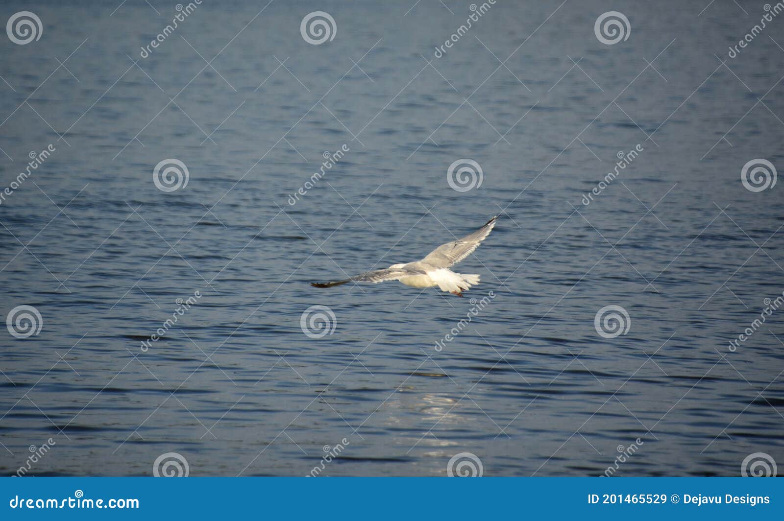Seagull with Wings Extended Over the Ocean Stock Image - Image of ...