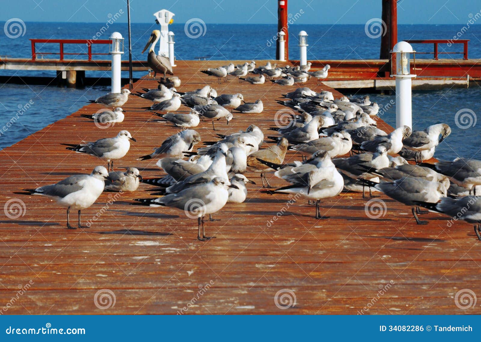 Seagull stock photo. Image of bird, white, summer, natural - 34082286
