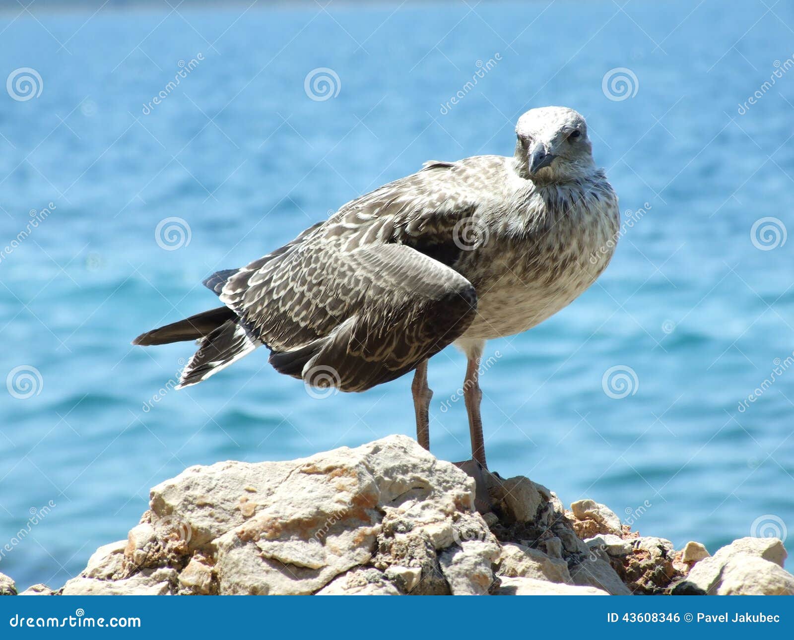 Seagull With Wounded Wing Stock Image | CartoonDealer.com #77529775