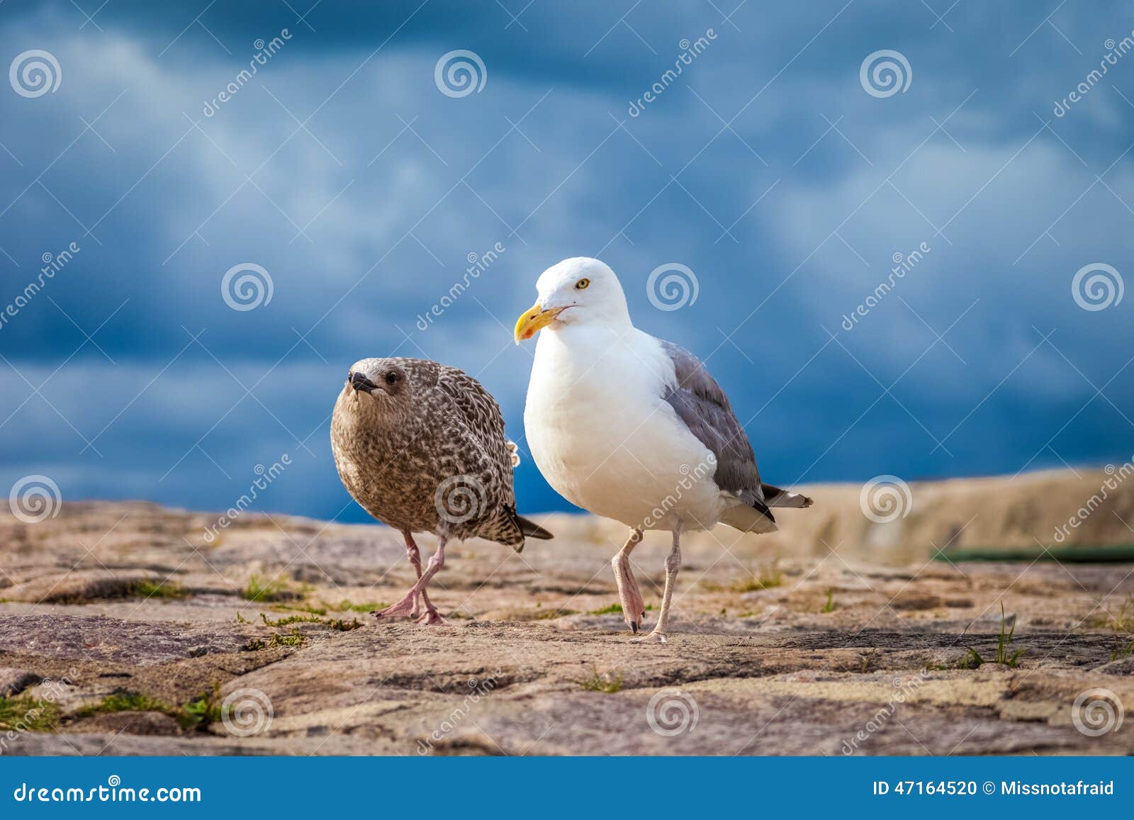 Seagull with young bird stock photo. Image of coast, mother - 47164520