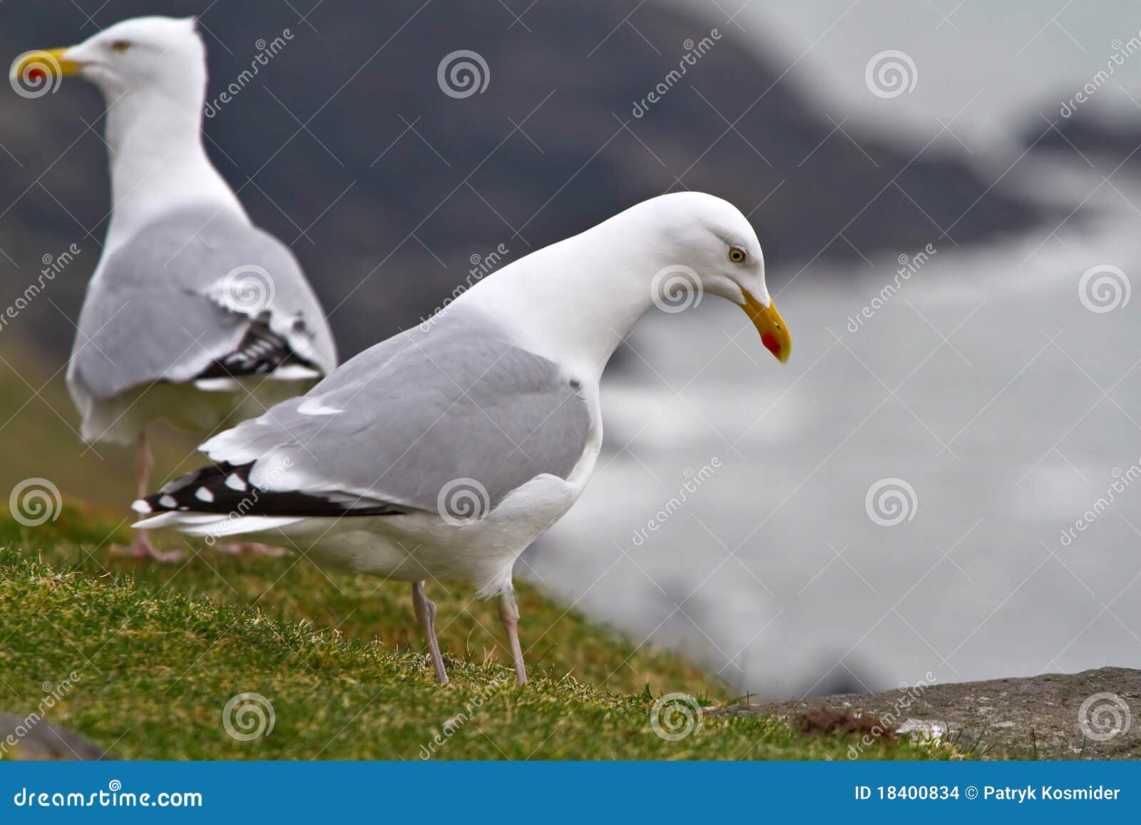 Seagulls stock photo. Image of nature, irish, blue, kerry - 18400834