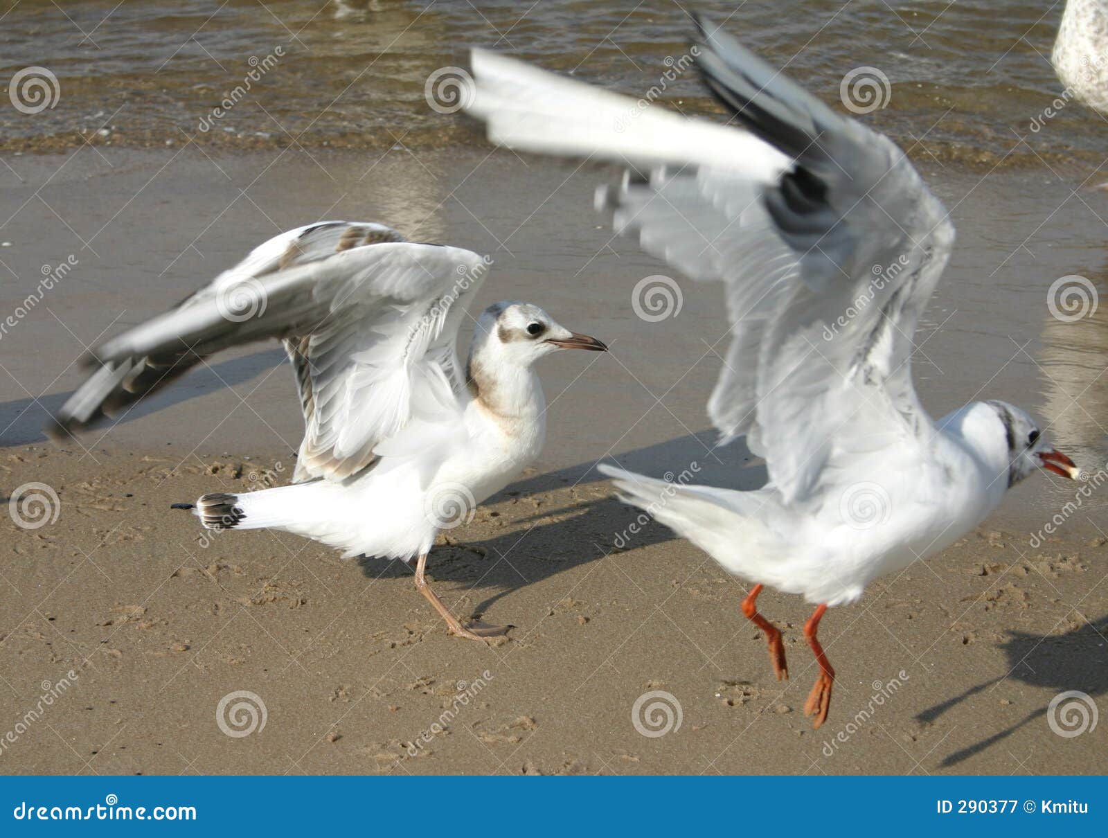 Seagulls #2 stock image. Image of feathers, beak, bird - 290377