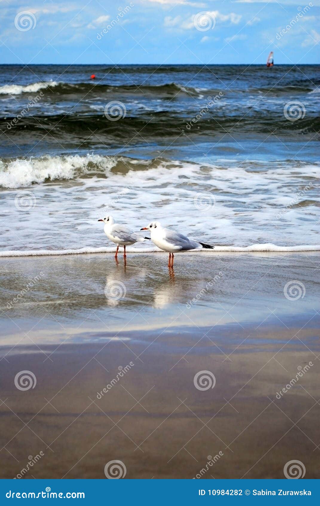 Seagulls on a beach stock photo. Image of tropical, beach - 10984282