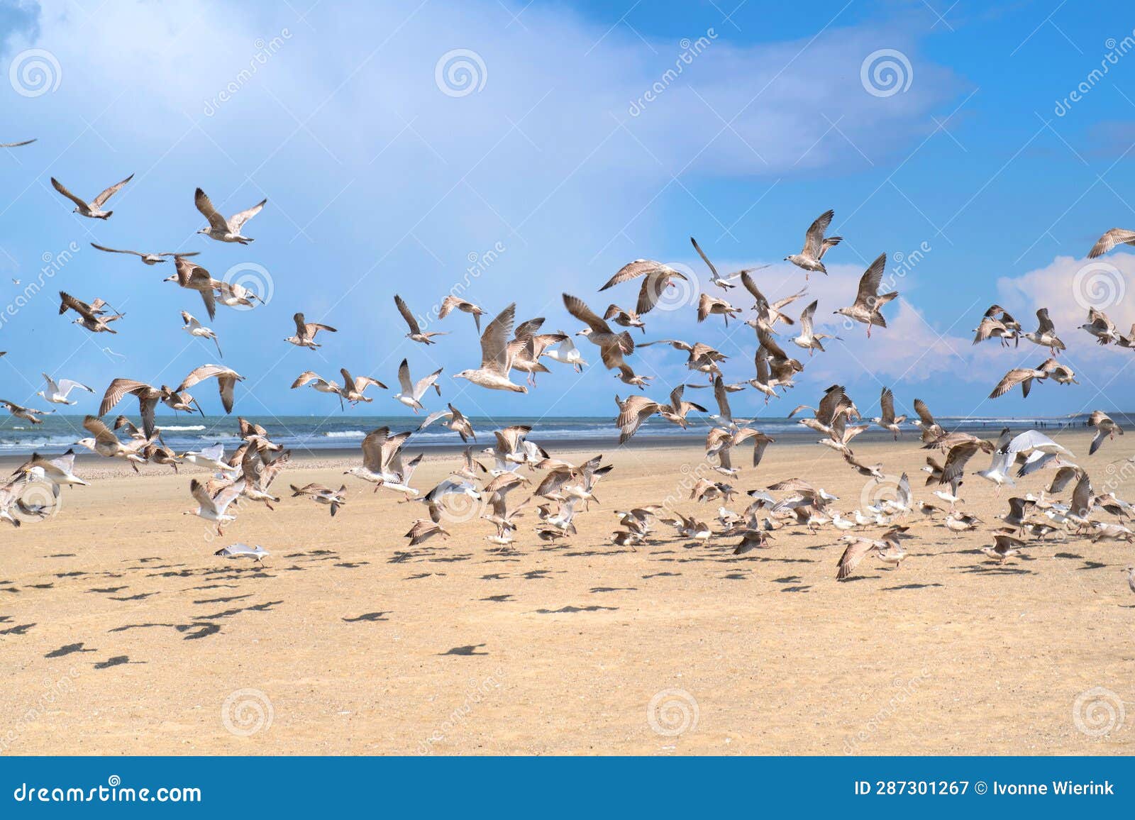 Seagulls at the beach stock image. Image of seagulls - 287301267