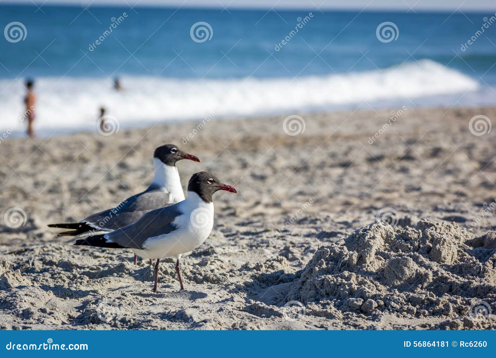 Two Seagulls Mating On The Shore Next To The Edge Of Water Stock ...