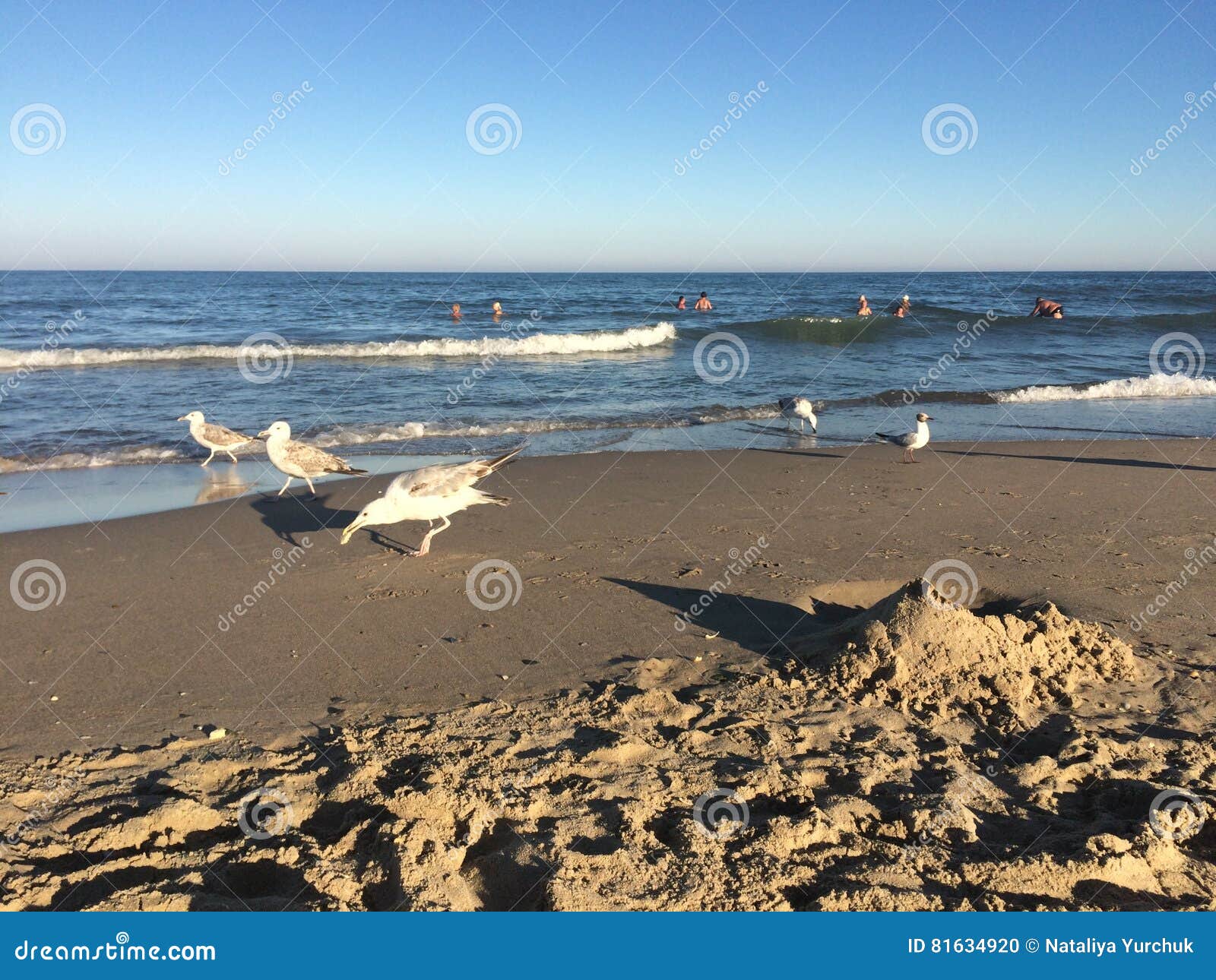 Seagulls on a Beach at the Sea Editorial Image - Image of water ...