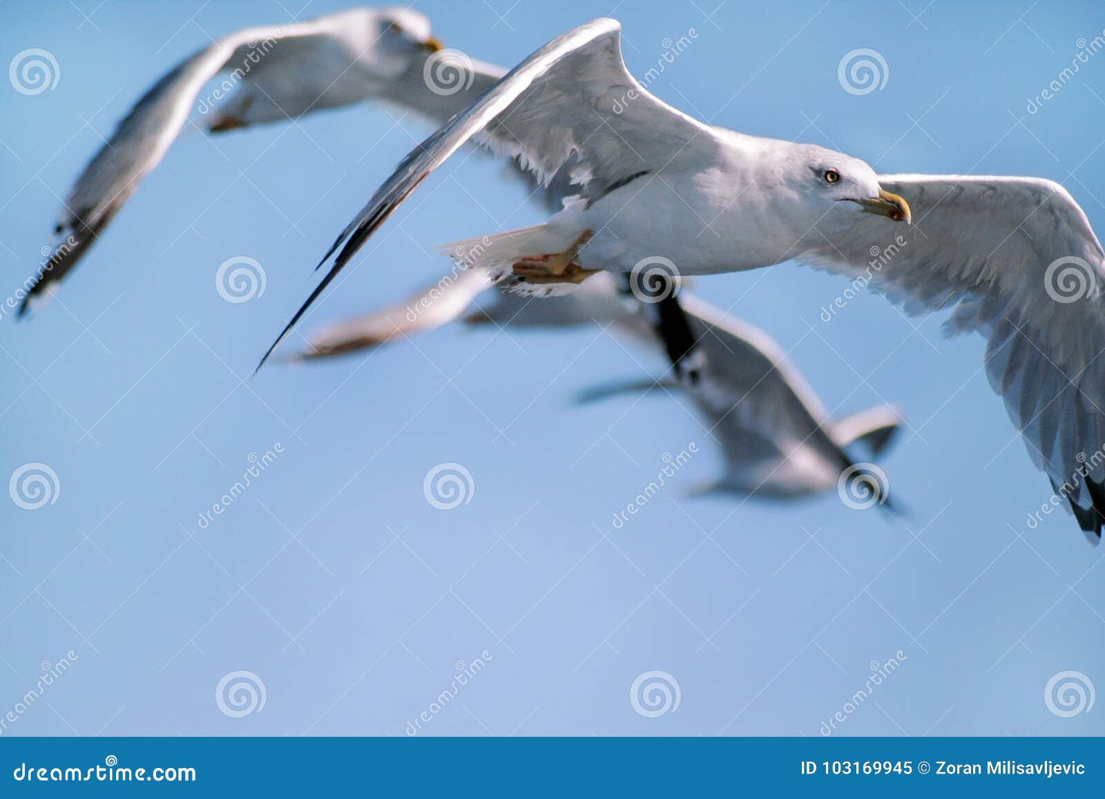 Seagulls Fly Alone Wings Flying in the Blue Sky Stock Image - Image of ...