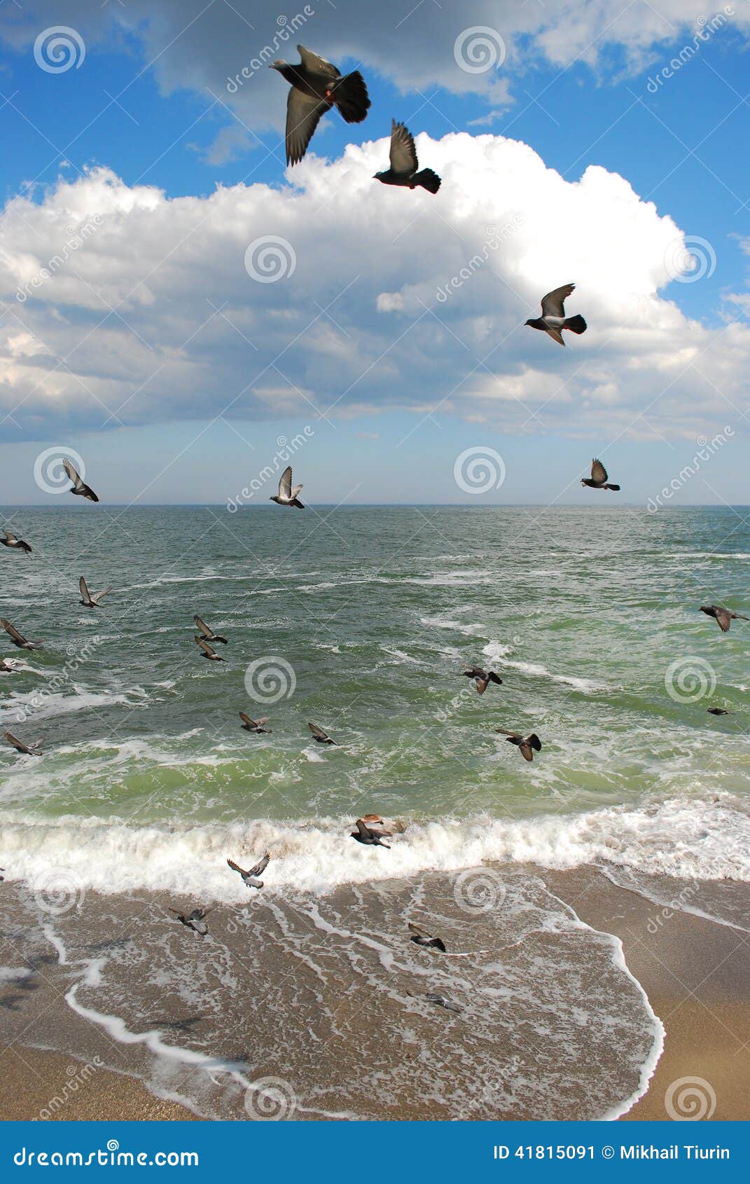 Seagulls stock image. Image of water, gull, seagulls - 41815091