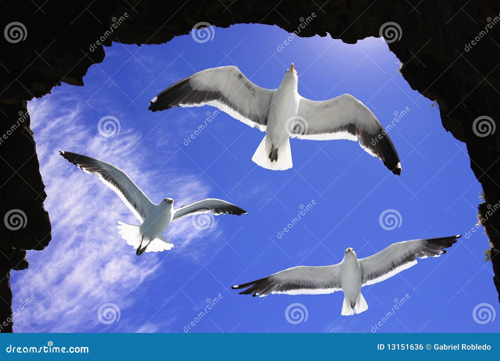 Seagulls in a cave stock photo. Image of clouds, beak - 13151636
