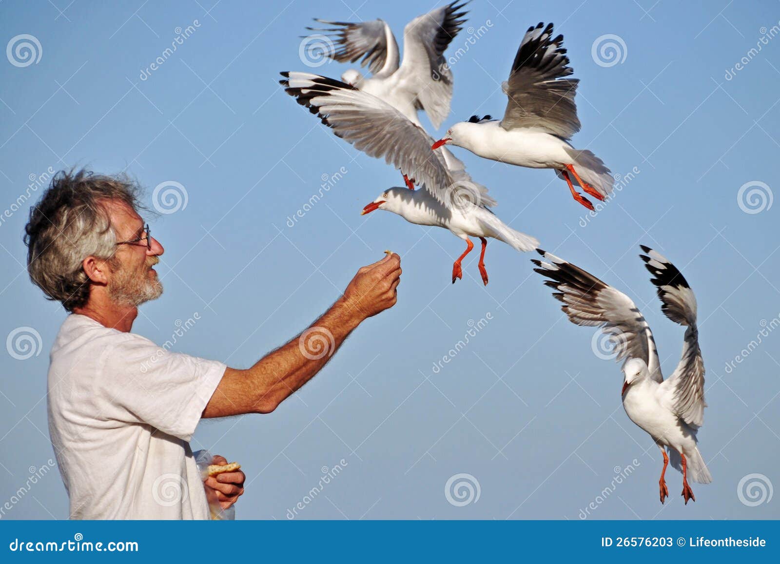 Seagulls Coming in Very Close To Man on Beach. Stock Image - Image of ...