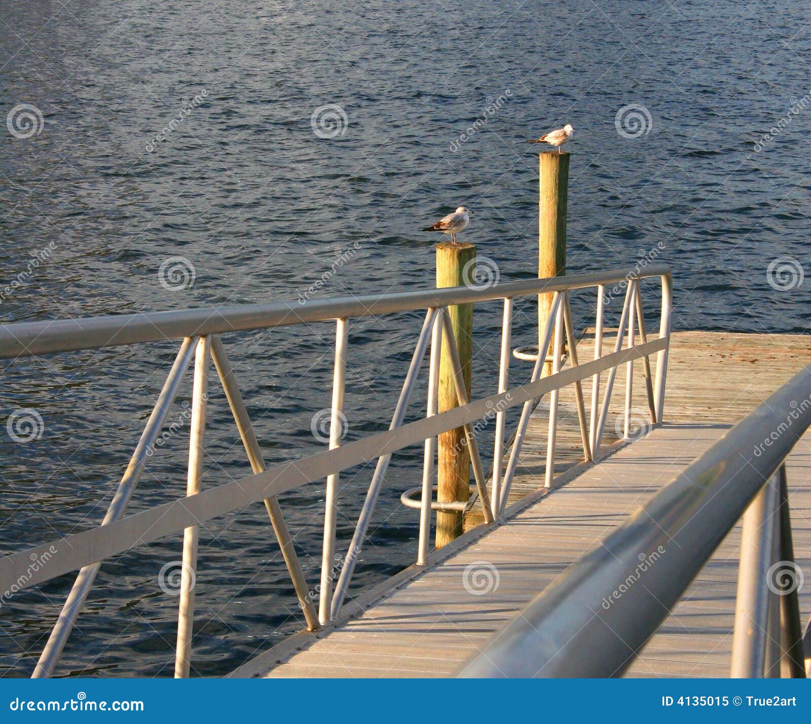Seagulls on dock post stock image. Image of seagulls, metal - 4135015
