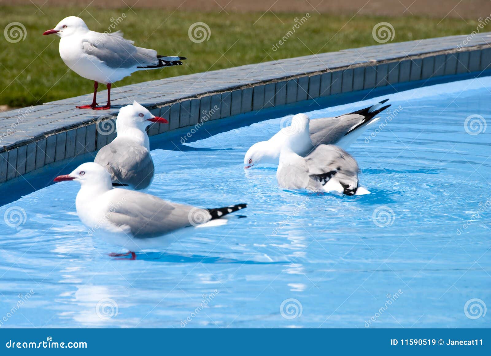 Seagulls drinking stock image. Image of landmark, seagulls - 11590519